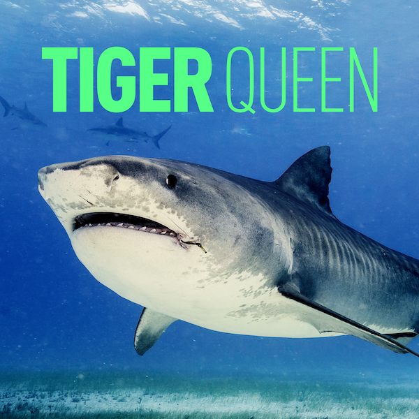 Tiger Queen | discovery+