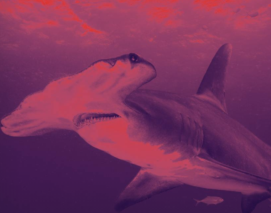 Monster Sharks of Andros Island