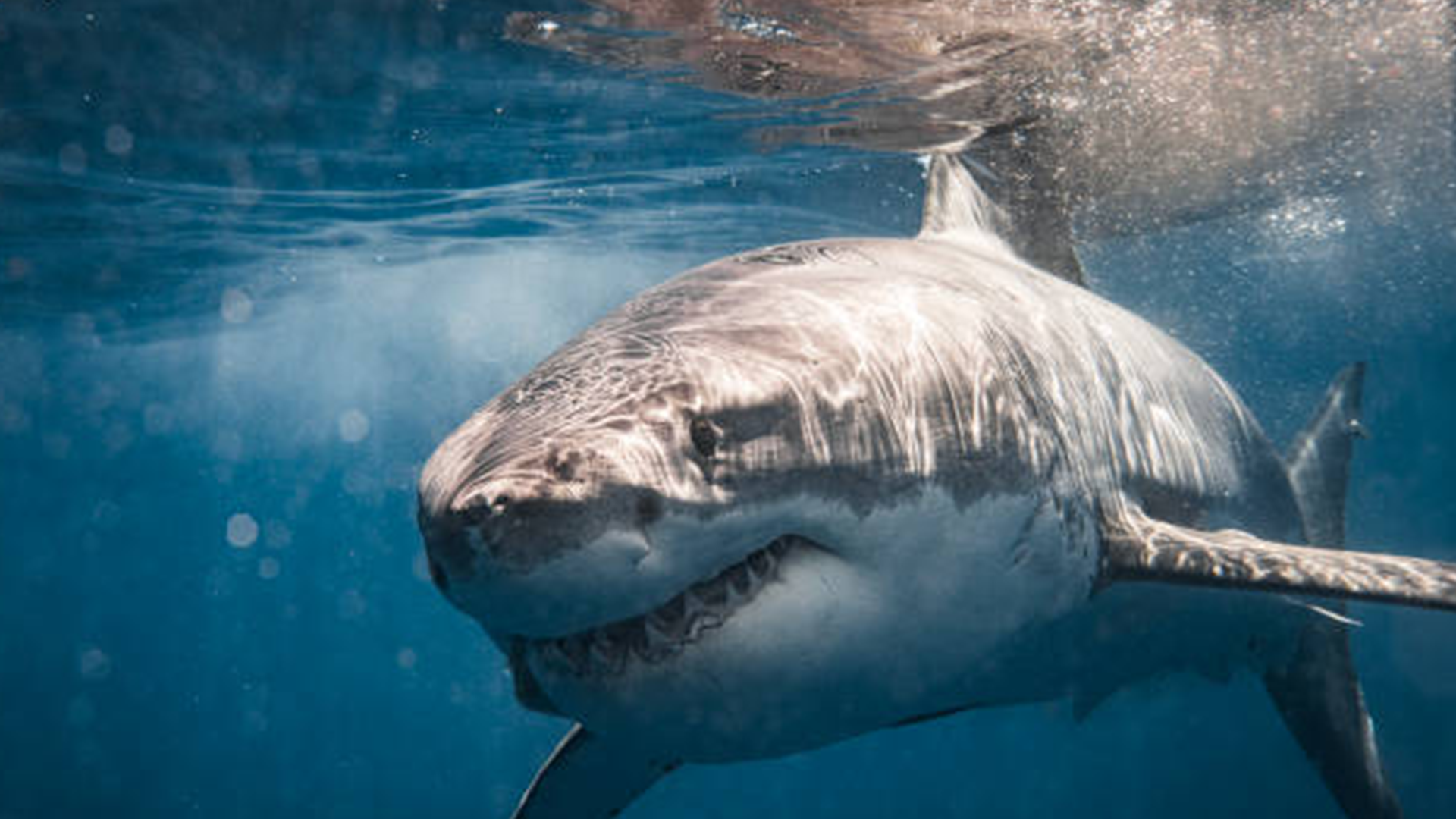 WATCH: Enhanced warning system to spot sharks