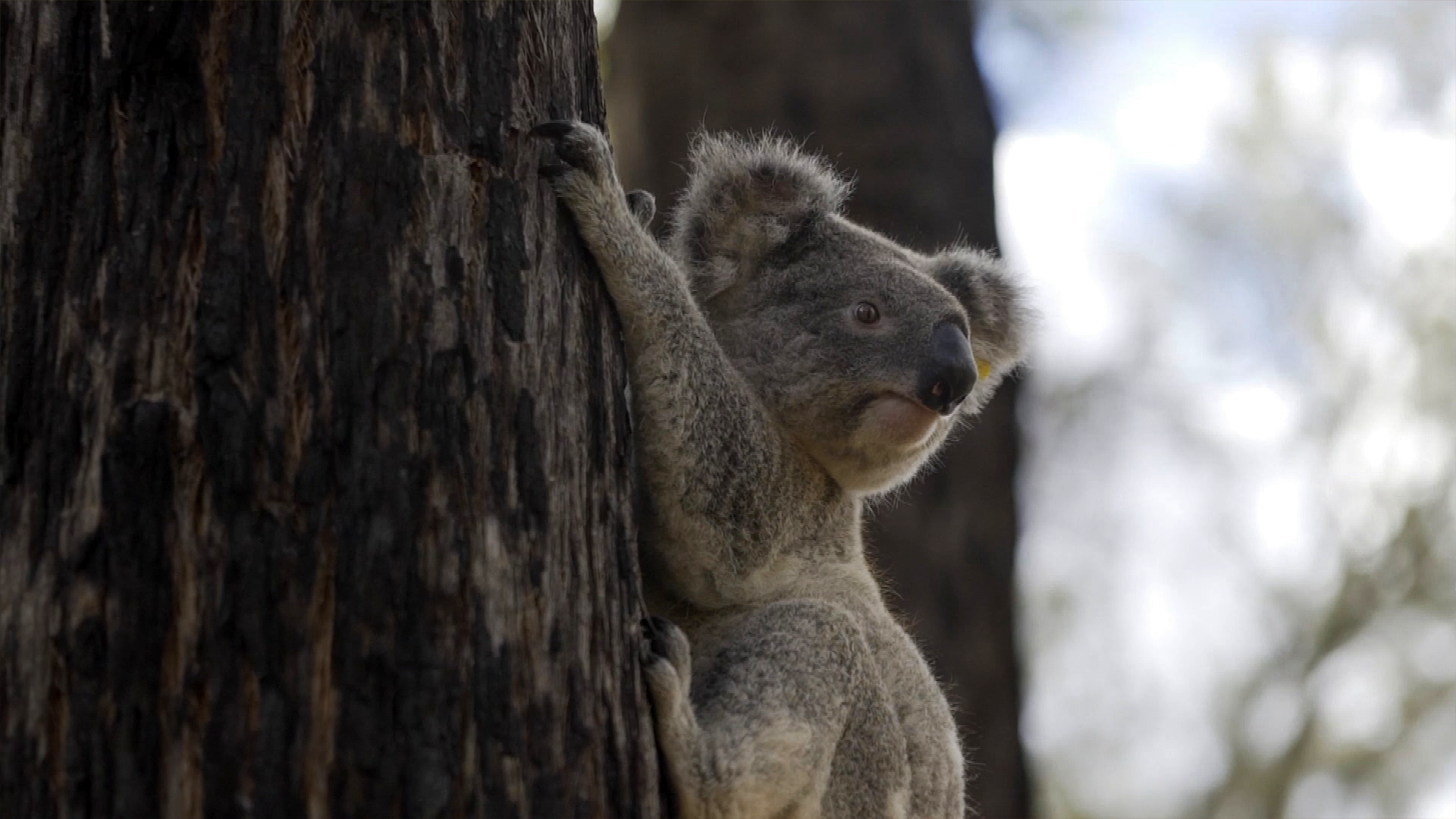 WATCH: Disease-free koala population discovery