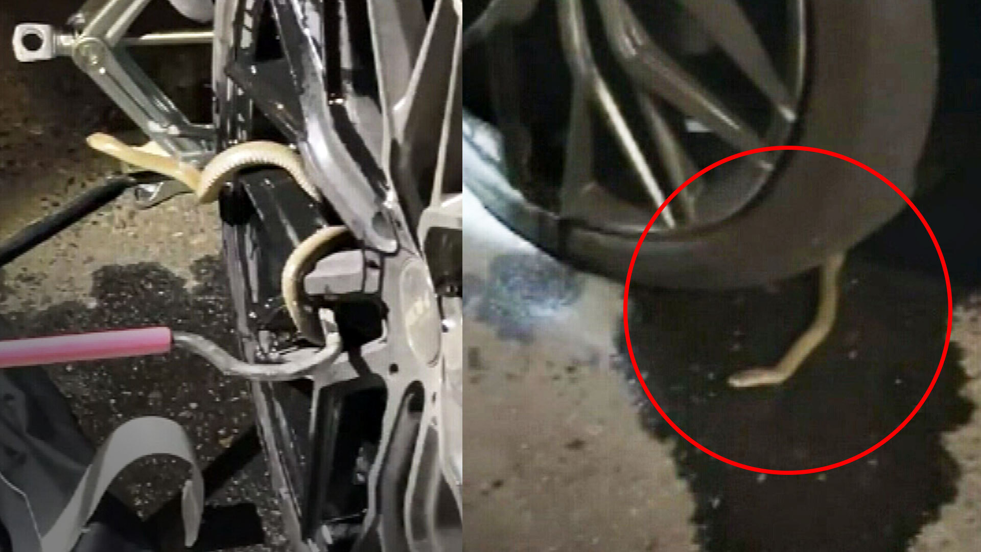 WATCH: Snake wraps itself around car wheel