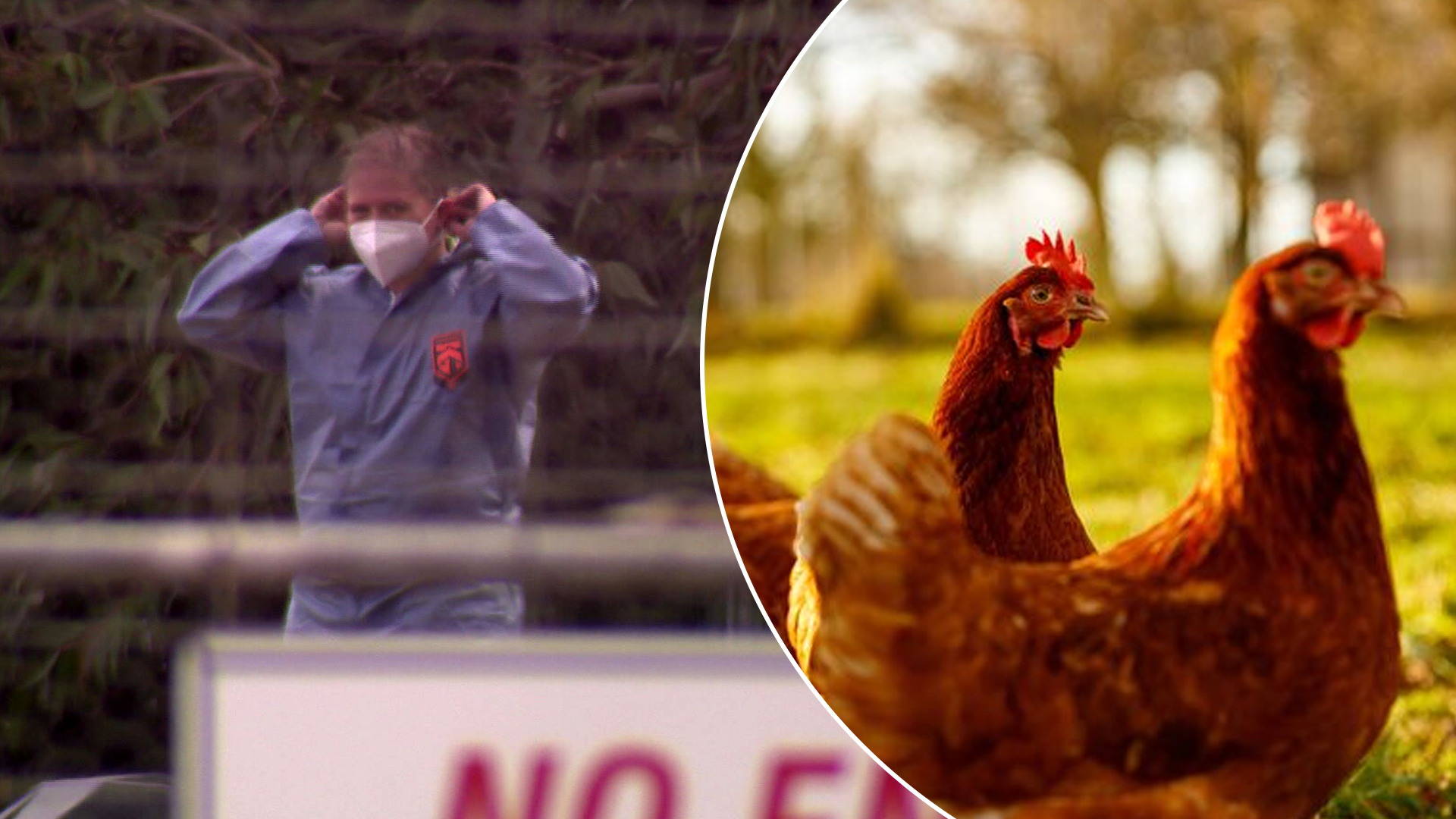 A new strain of bird flu was detected at a farm in Victoria's north ...