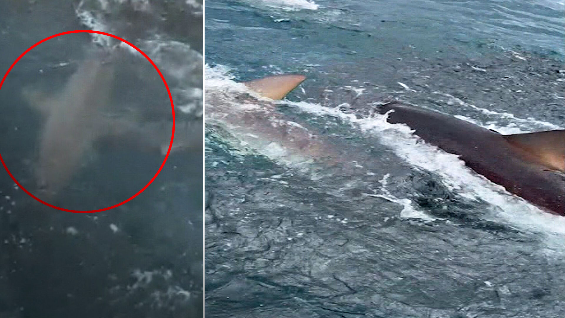 Fisherman caught in swarm of sharks: 9News Latest Stories Season 2025 ...